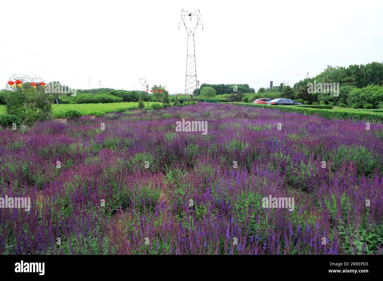 Japanese sage hi-res stock photography and images - Alamy