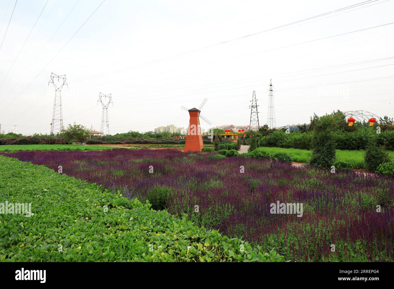 Japanese sage hi-res stock photography and images - Alamy
