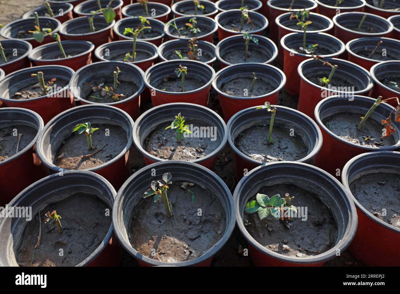 Cuttings of rose seedlings in nursery, North China Stock Photo - Alamy