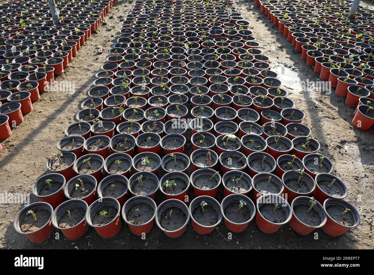 Cuttings of rose seedlings in nursery, North China Stock Photo - Alamy