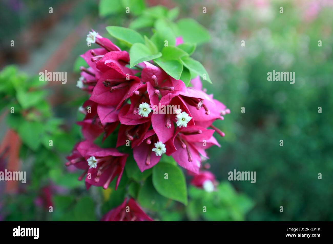 The blooming triangle plum is in the garden, North China Stock Photo ...