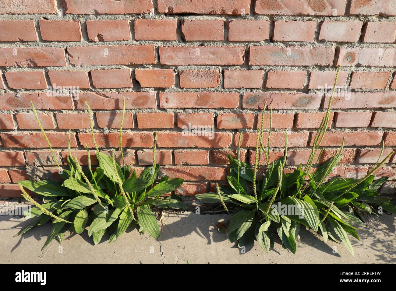 Plantain, a medicinal plant, grows at the root of the wall Stock Photo ...