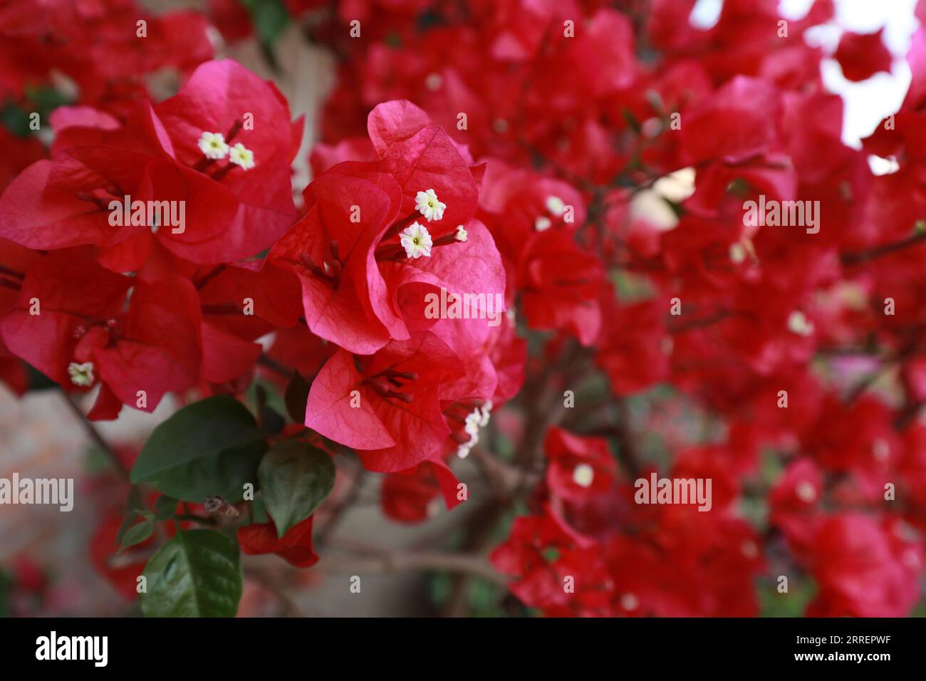 The blooming triangle plum is in the garden, North China Stock Photo ...