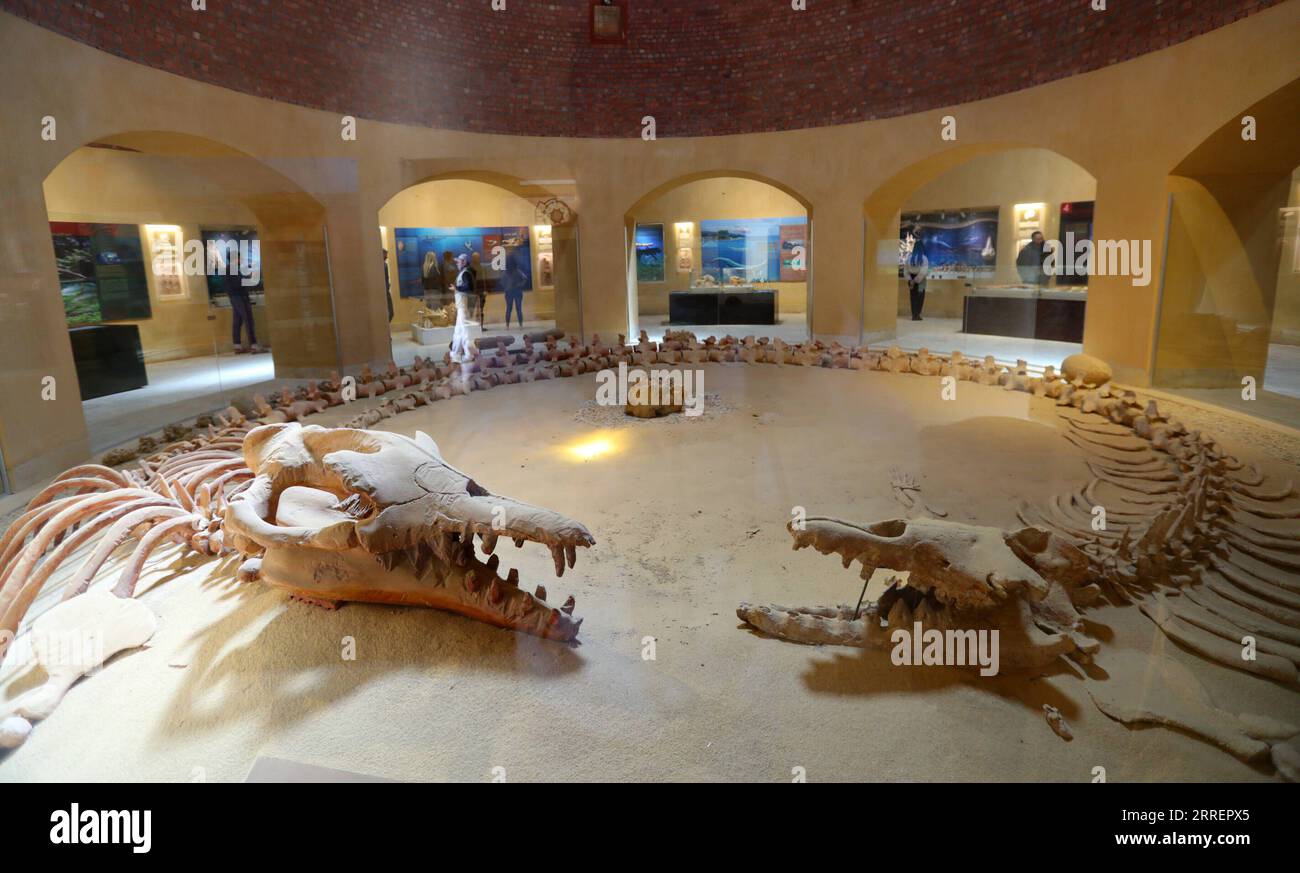 Whale fossil in desert hi-res stock photography and images - Alamy