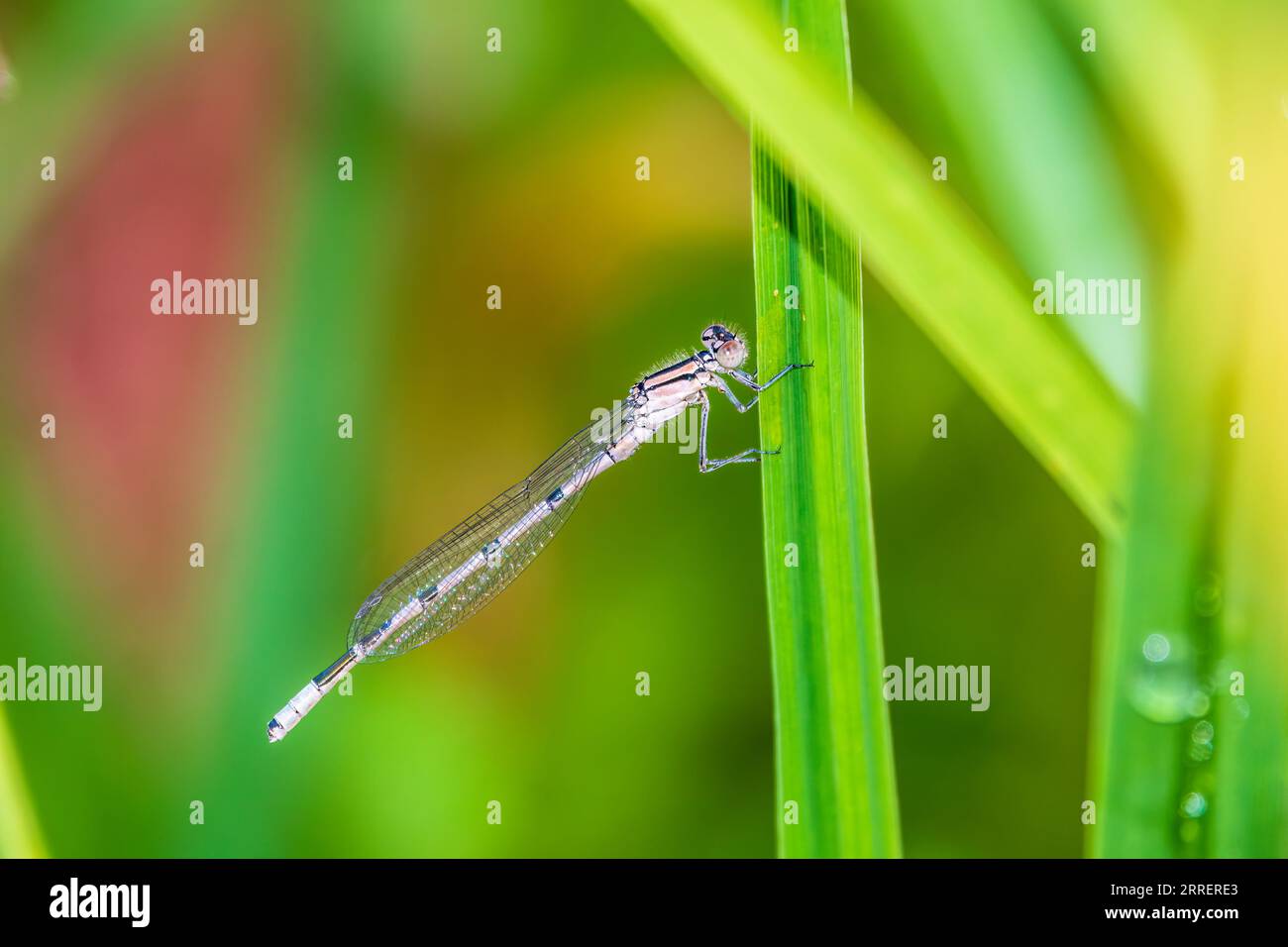 Small dragonfly Enallagma cyathigerum, the common blue damselfly ...