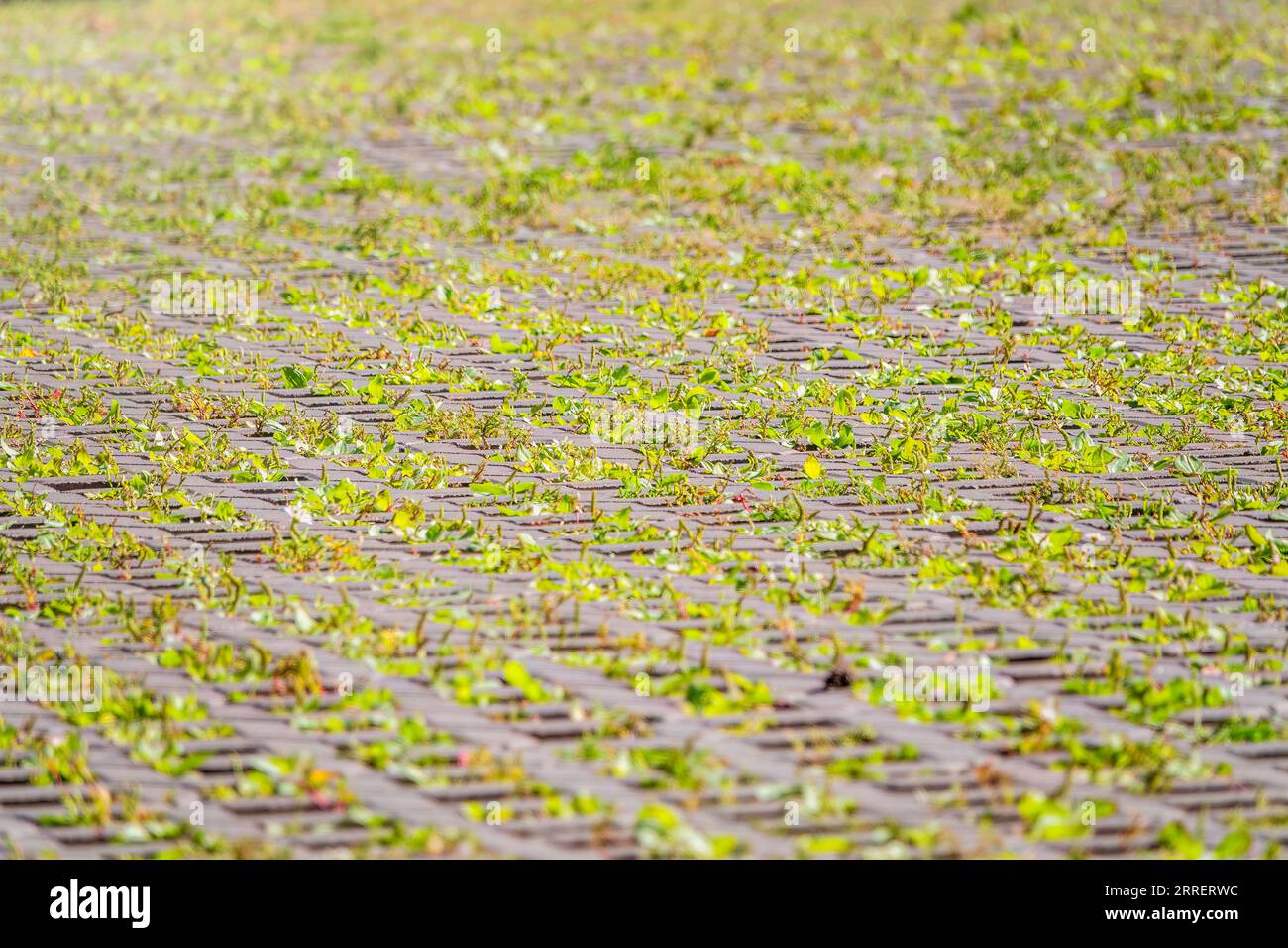 Green grass growing through the cobble stones, outdoor garden flooring ...