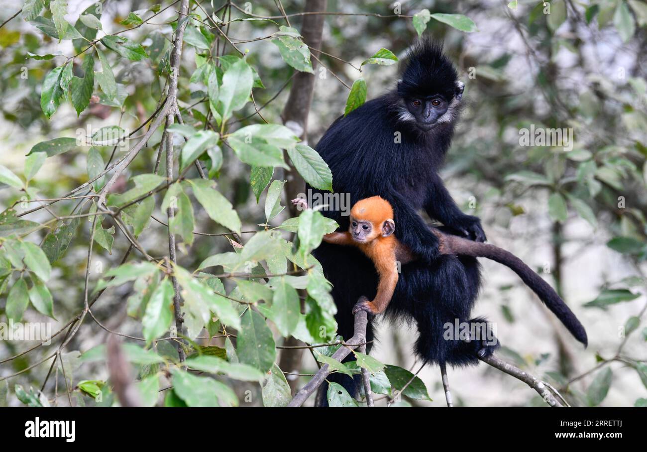 220316 -- YANHE, March 16, 2022 -- A Francois leaf monkey is seen with ...