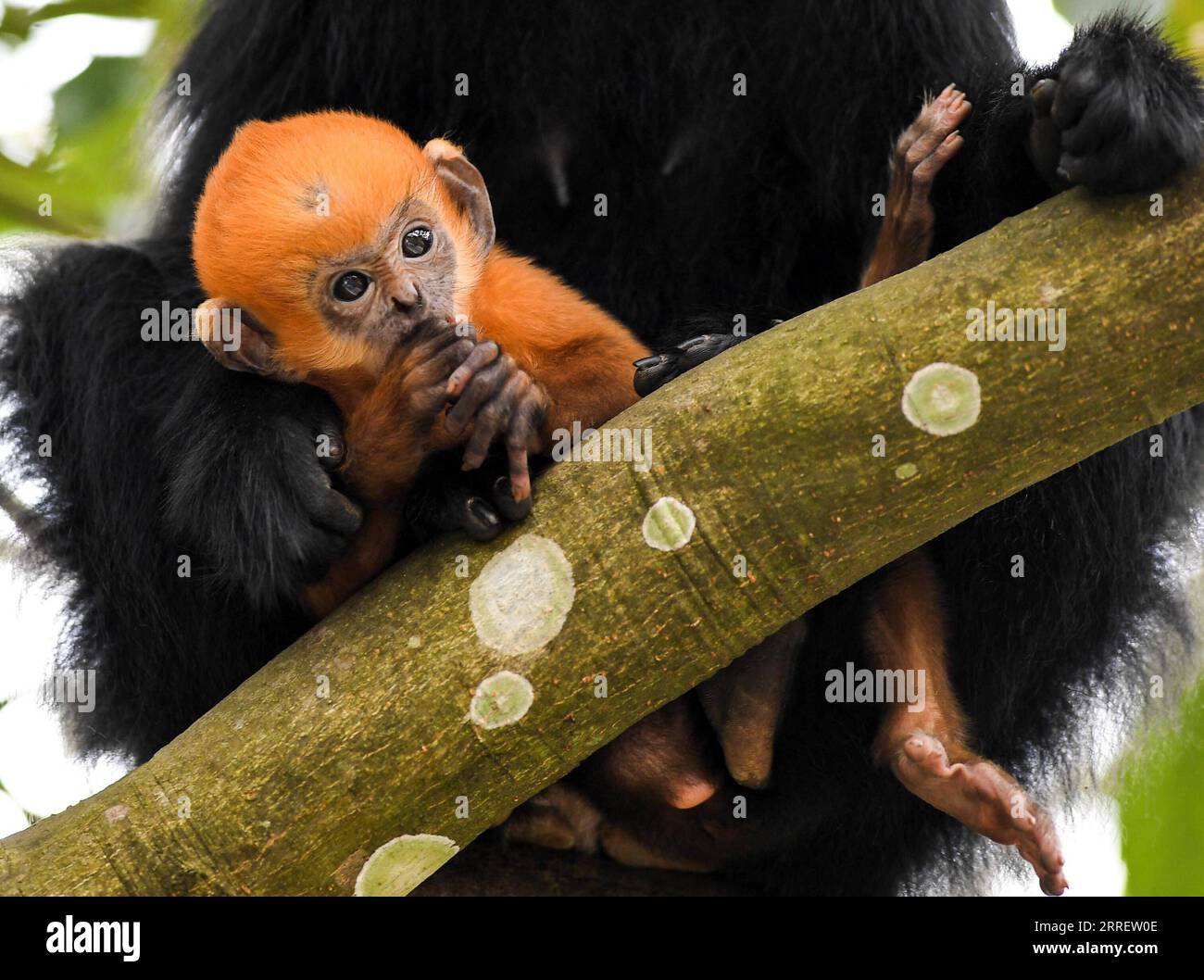 220316 -- YANHE, March 16, 2022 -- A Francois leaf monkey is seen with ...