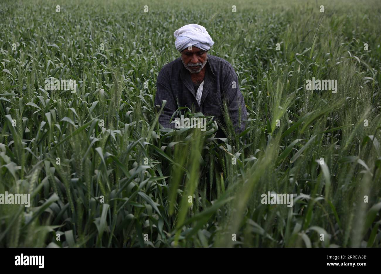 Egyptian farmers hi-res stock photography and images - Alamy
