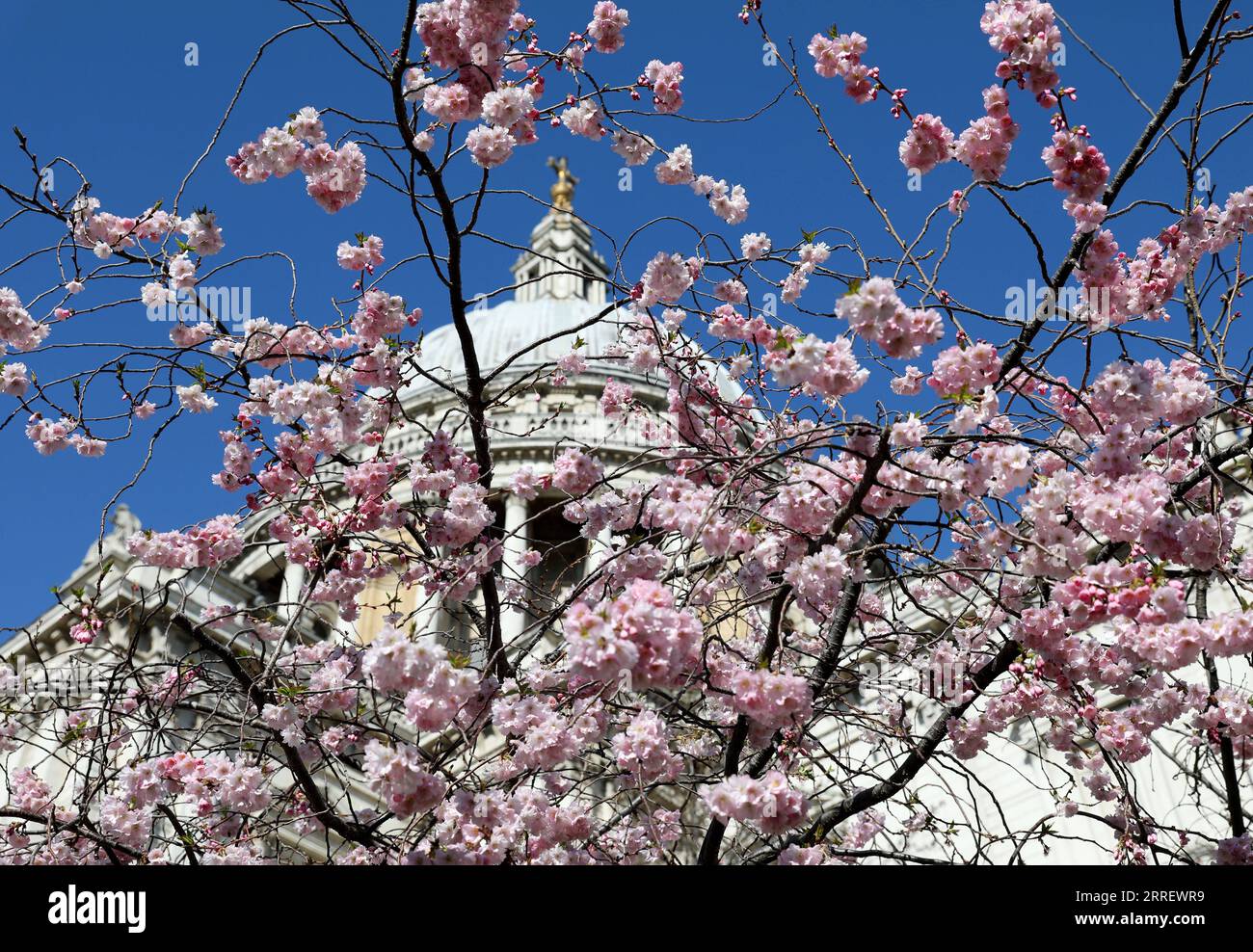 220317 -- LONDON, March 17, 2022 -- Blooming flowers are seen near St ...