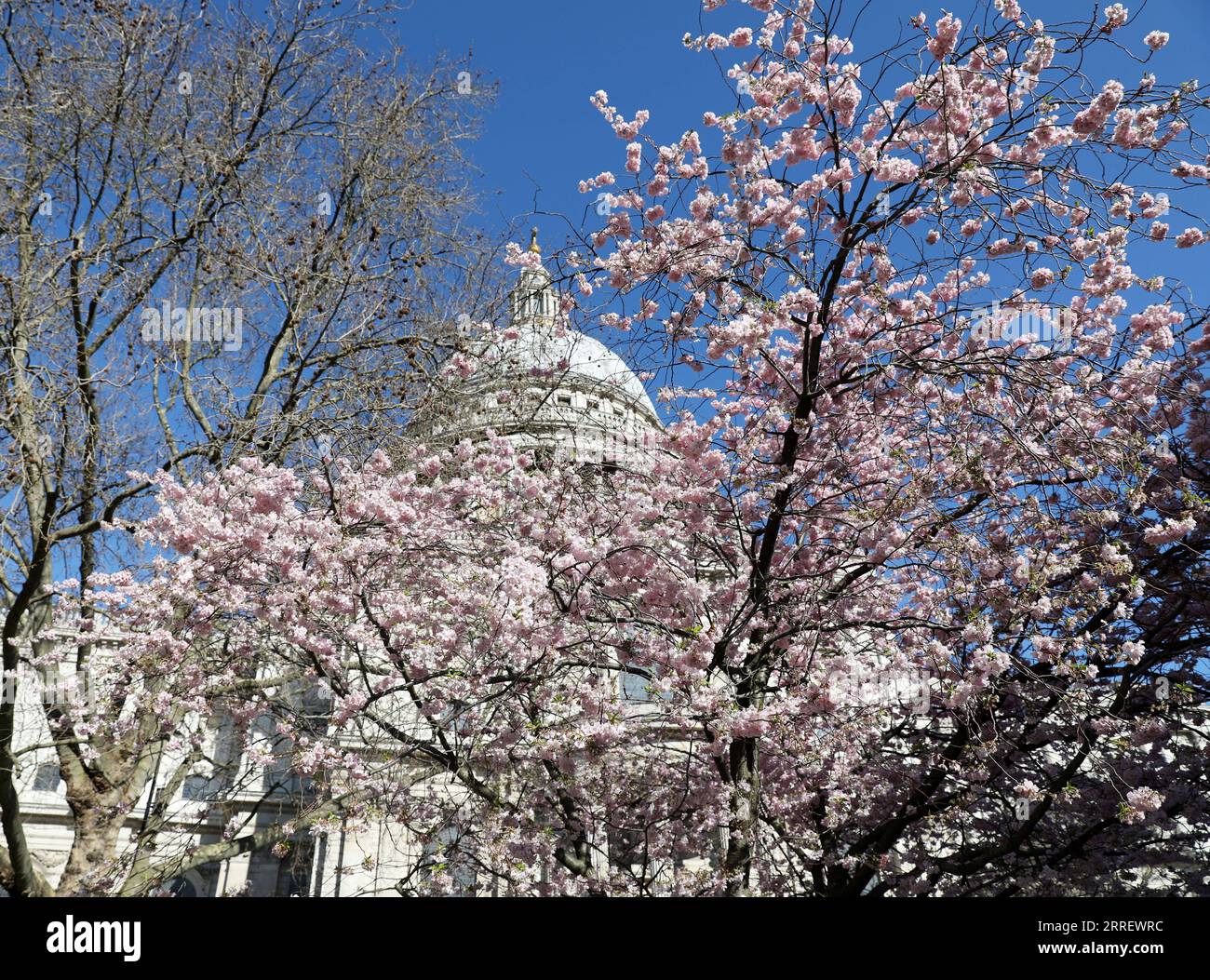 220317 -- LONDON, March 17, 2022 -- Blooming flowers are seen near St ...