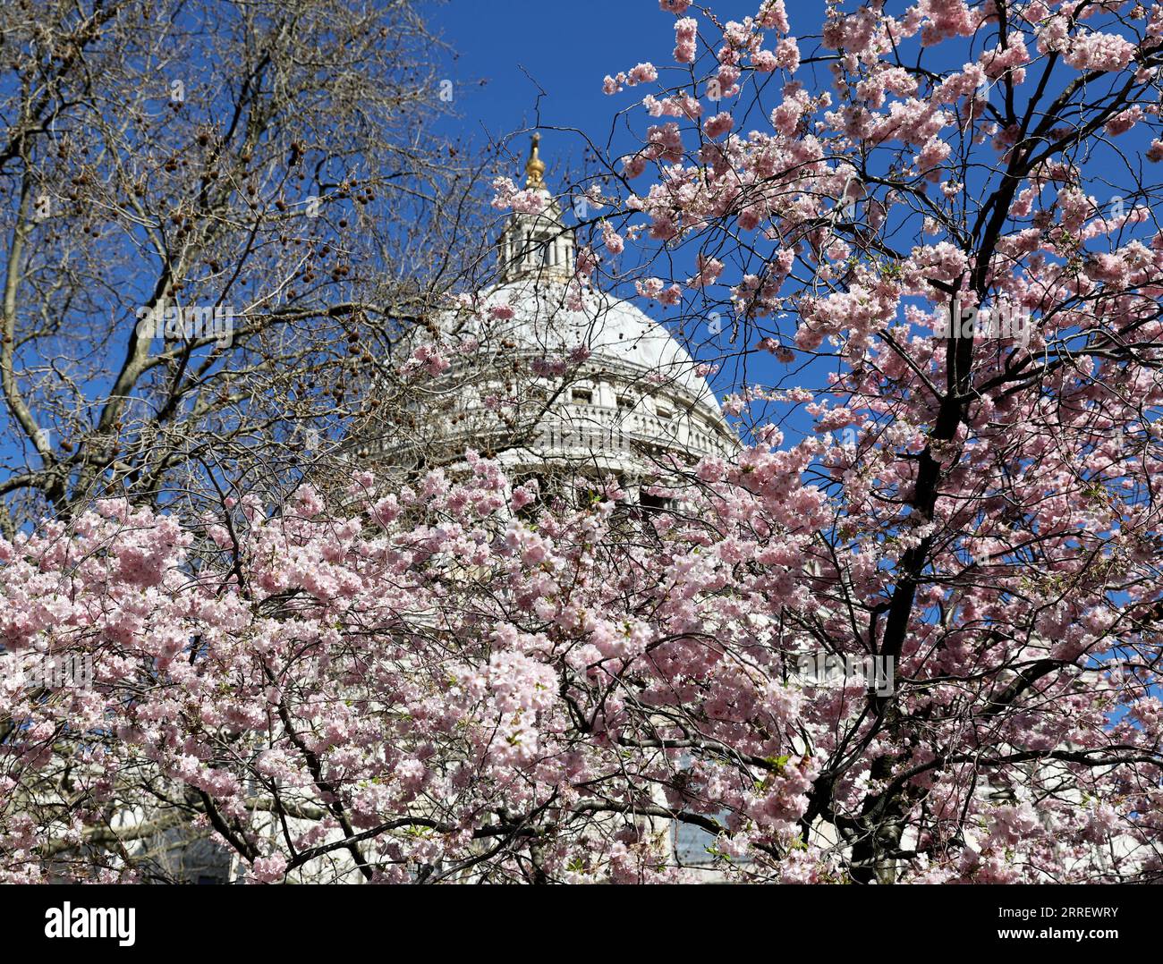 220317 -- LONDON, March 17, 2022 -- Blooming flowers are seen near St ...