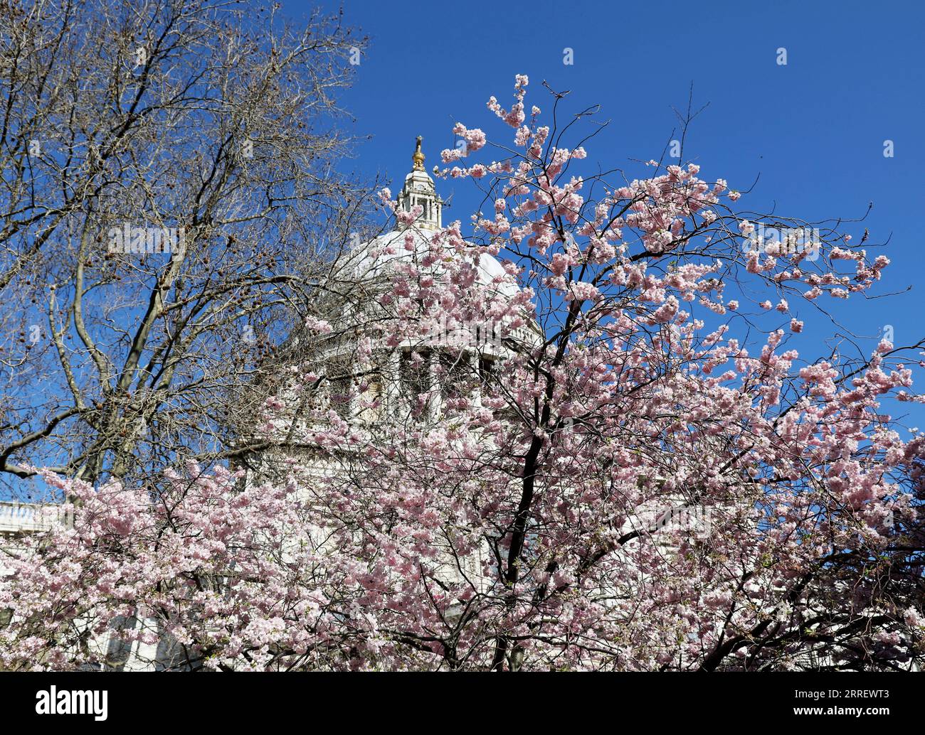 220317 -- LONDON, March 17, 2022 -- Blooming flowers are seen near St ...