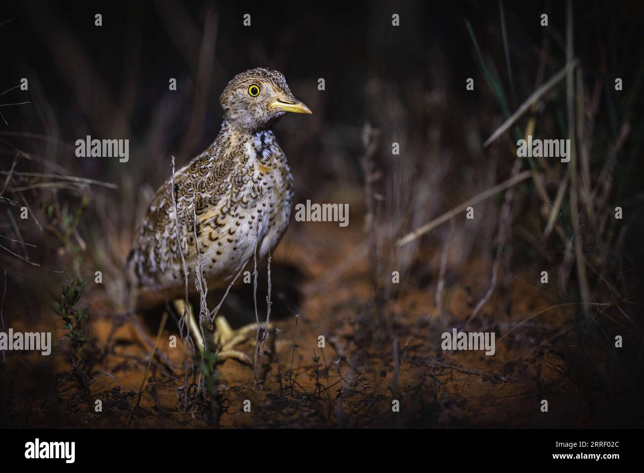 Australian ground dwelling bird hi-res stock photography and images - Alamy