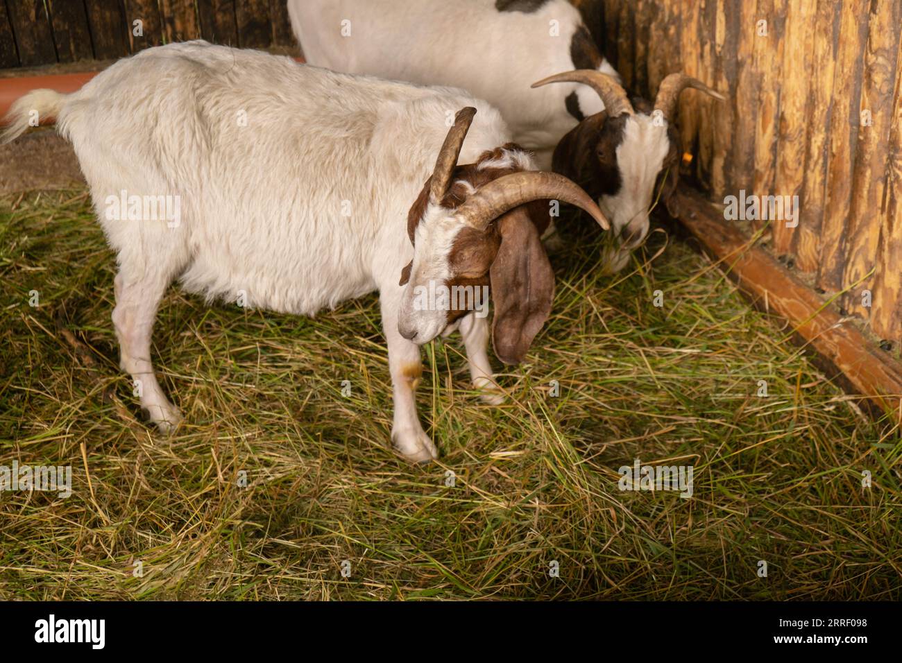 Animals goats eating in the farm. Domestic farm chews. Agriculture and ...