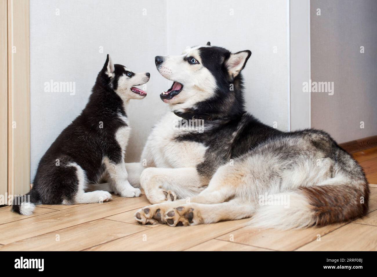 Portrait two cute husky dogs sitting on floor Stock Photo - Alamy