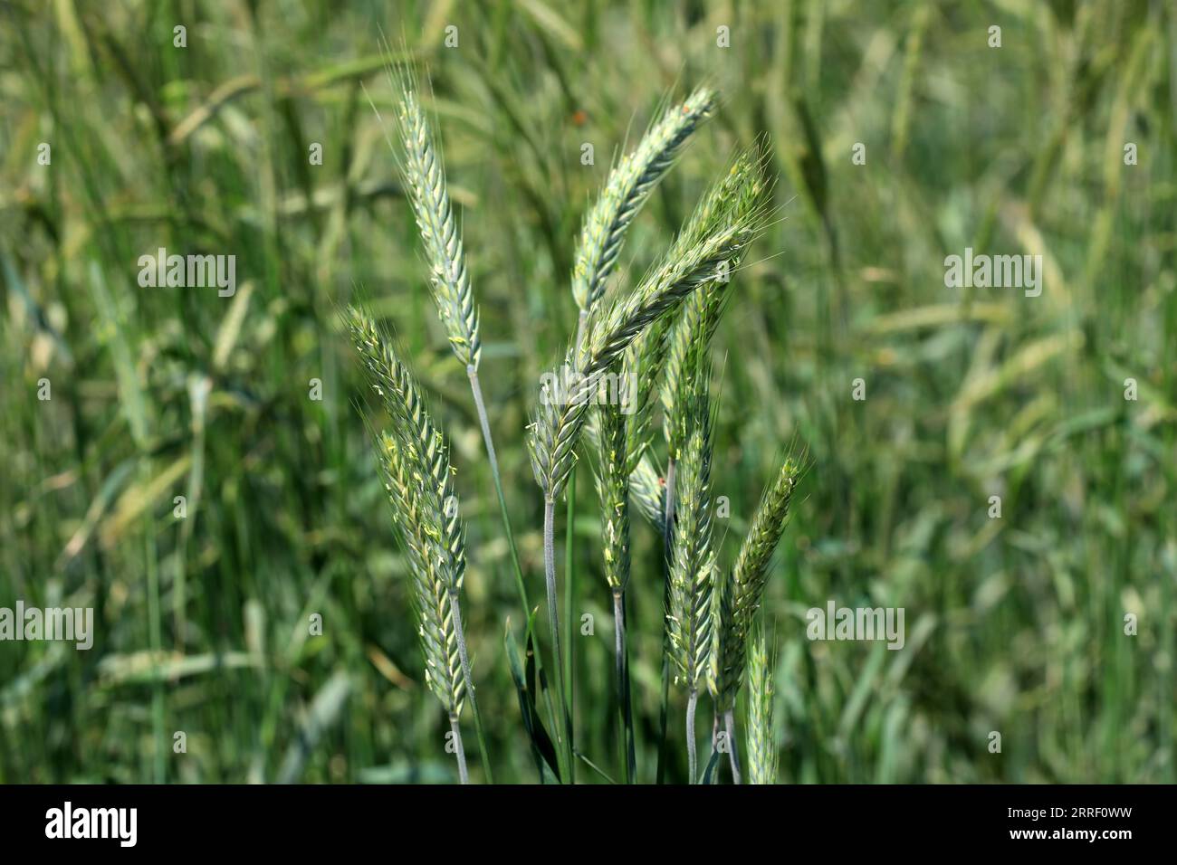 Forage quality hi-res stock photography and images - Alamy