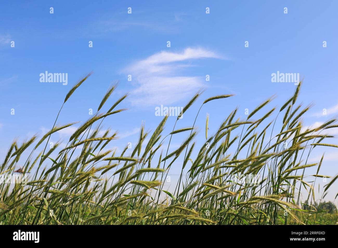 Forage quality hi-res stock photography and images - Alamy
