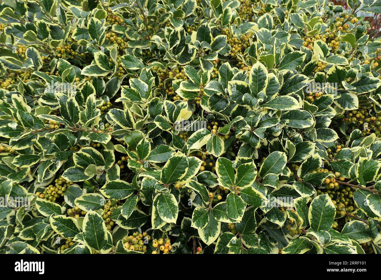 Closeup of the yellow unripe summer berries of the evergreen garden ...