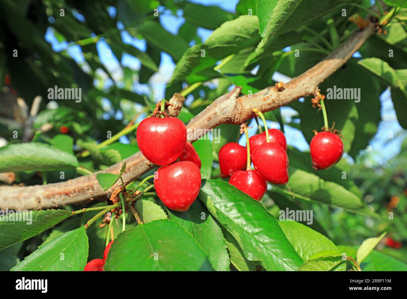 Ripe cherries hang on the branches, North China Stock Photo - Alamy