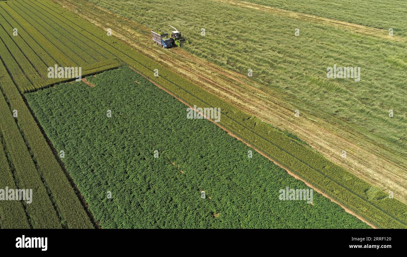 Farmers use harvesters to harvest oats in a field, North China Stock ...