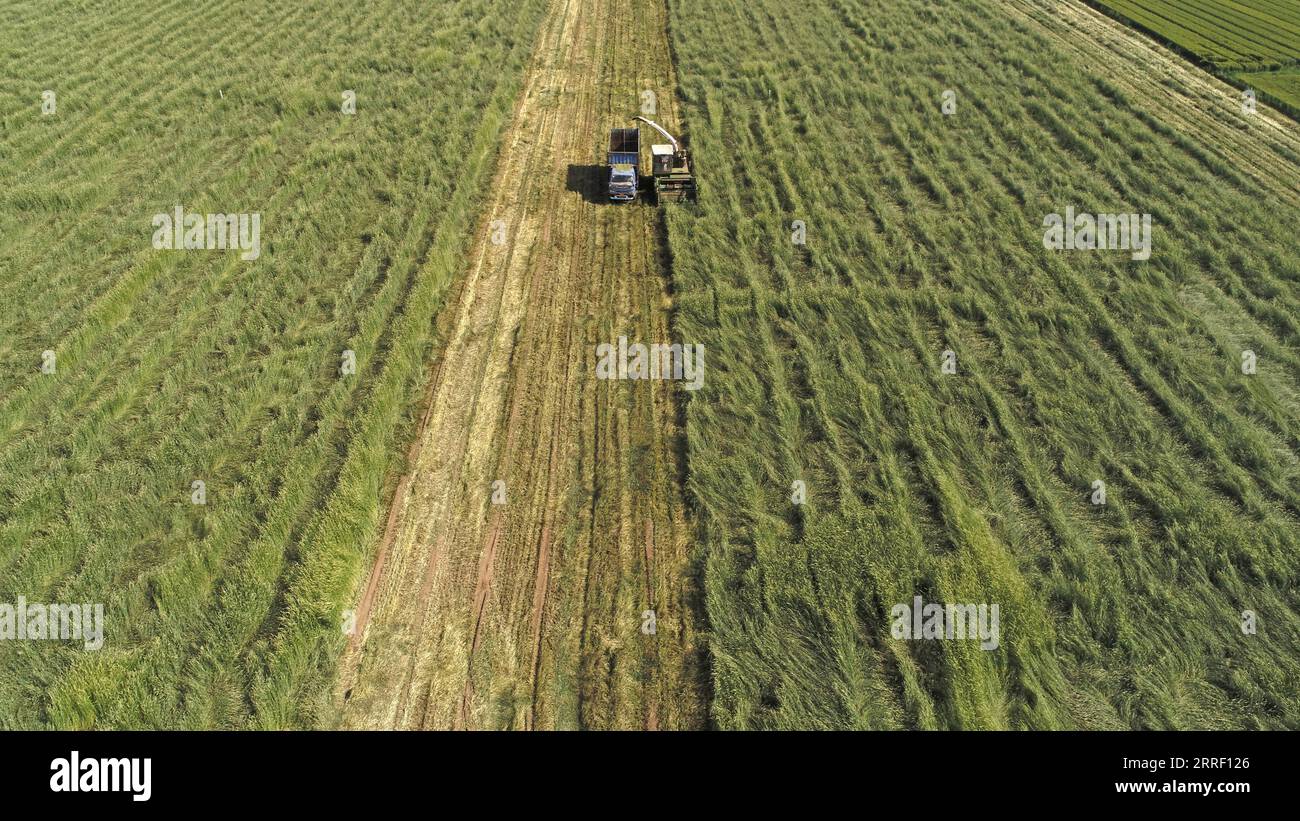 Farmers use harvesters to harvest oats in a field, North China Stock ...