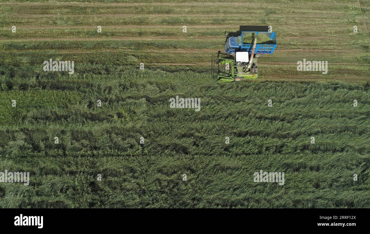 Farmers use harvesters to harvest oats in a field, North China Stock ...