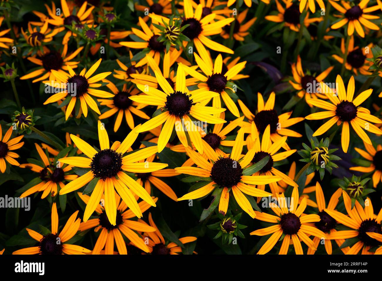 Closeup of the golden yellow daisy-like flowers with a dark brown cones ...