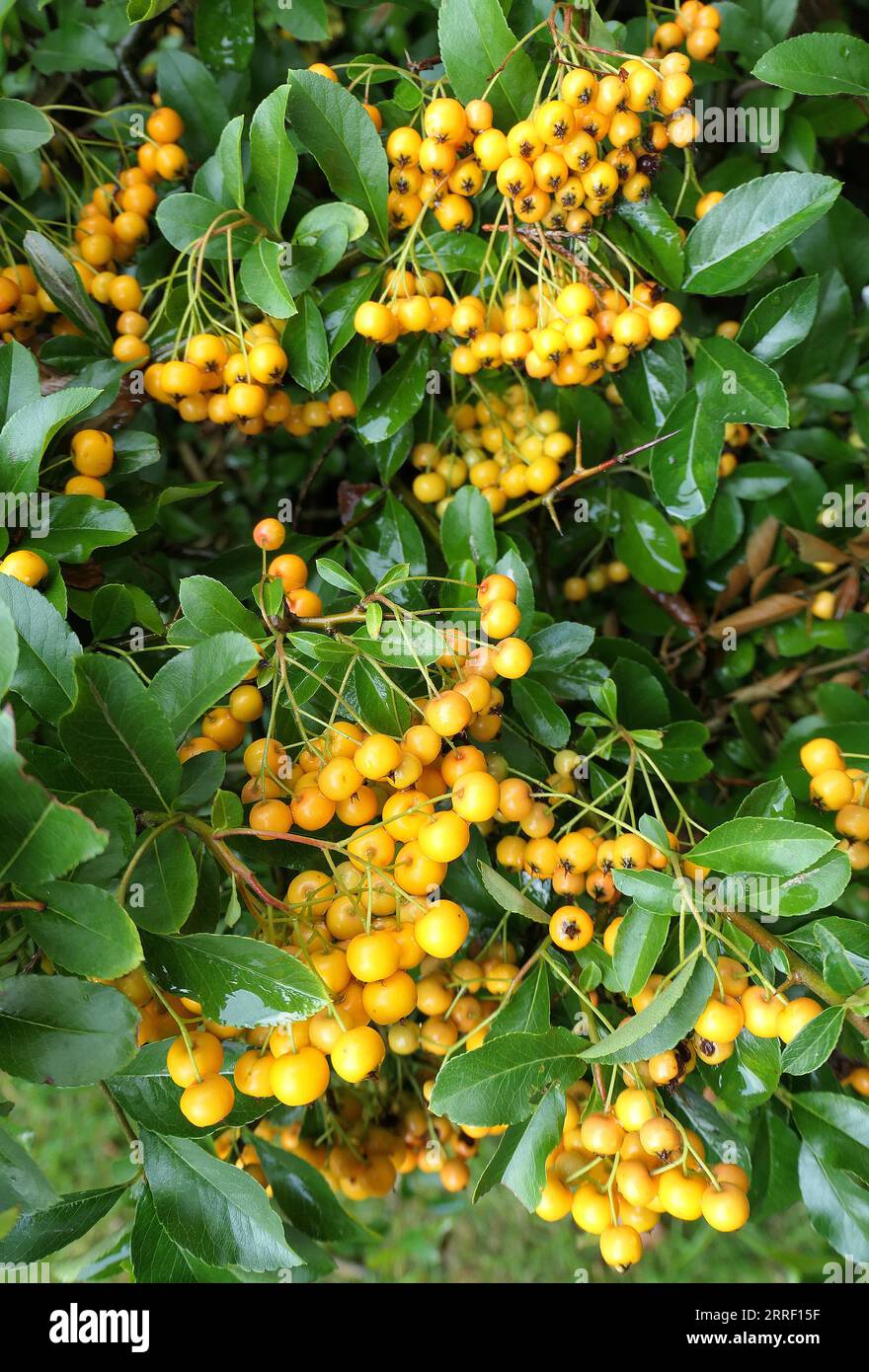 Closeup of the yellow unripe summer berries of the evergreen garden ...