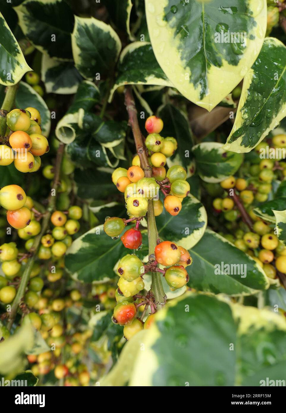 Closeup of the yellow unripe summer berries of the evergreen garden ...