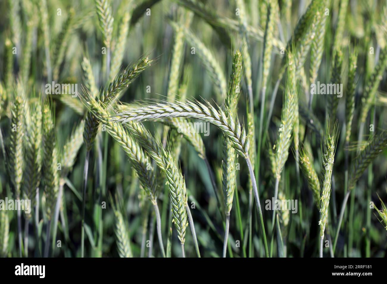 Forage quality hi-res stock photography and images - Alamy