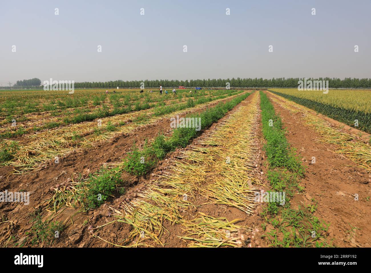 The garlic in the field is being exposed to the sun. After exposure to ...