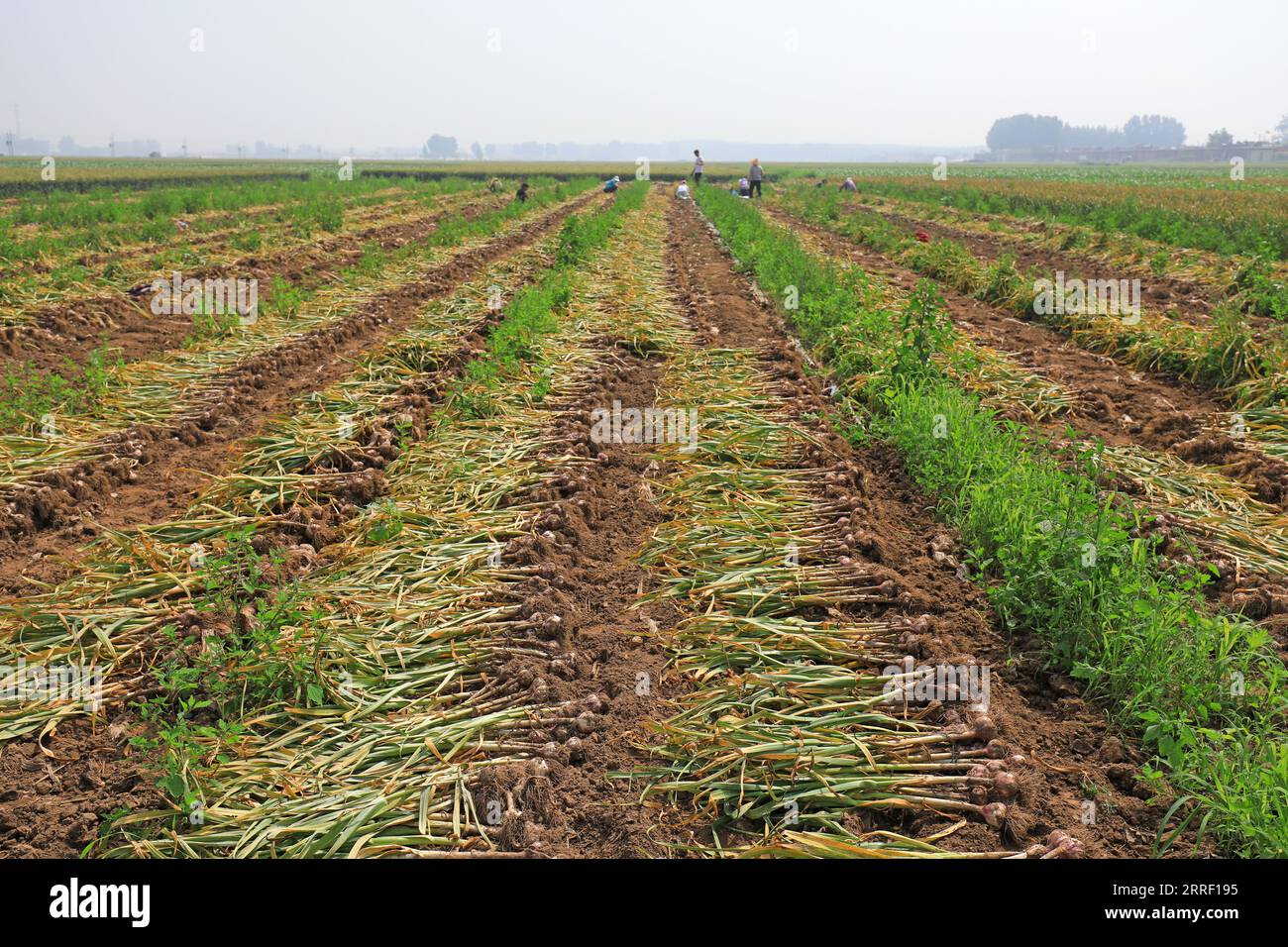 The garlic in the field is being exposed to the sun. After exposure to ...