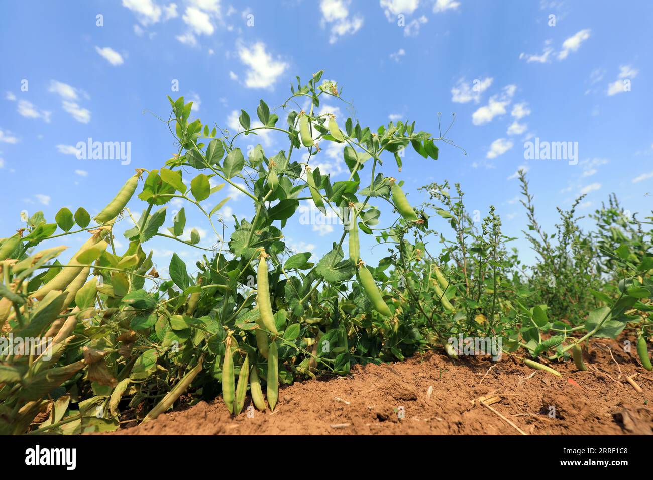 Full grain pea plant, North China Stock Photo - Alamy