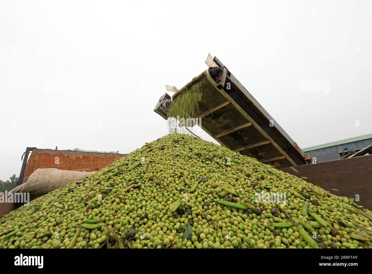 The conveyor belt conveys pea pods at a processing plant in North China ...