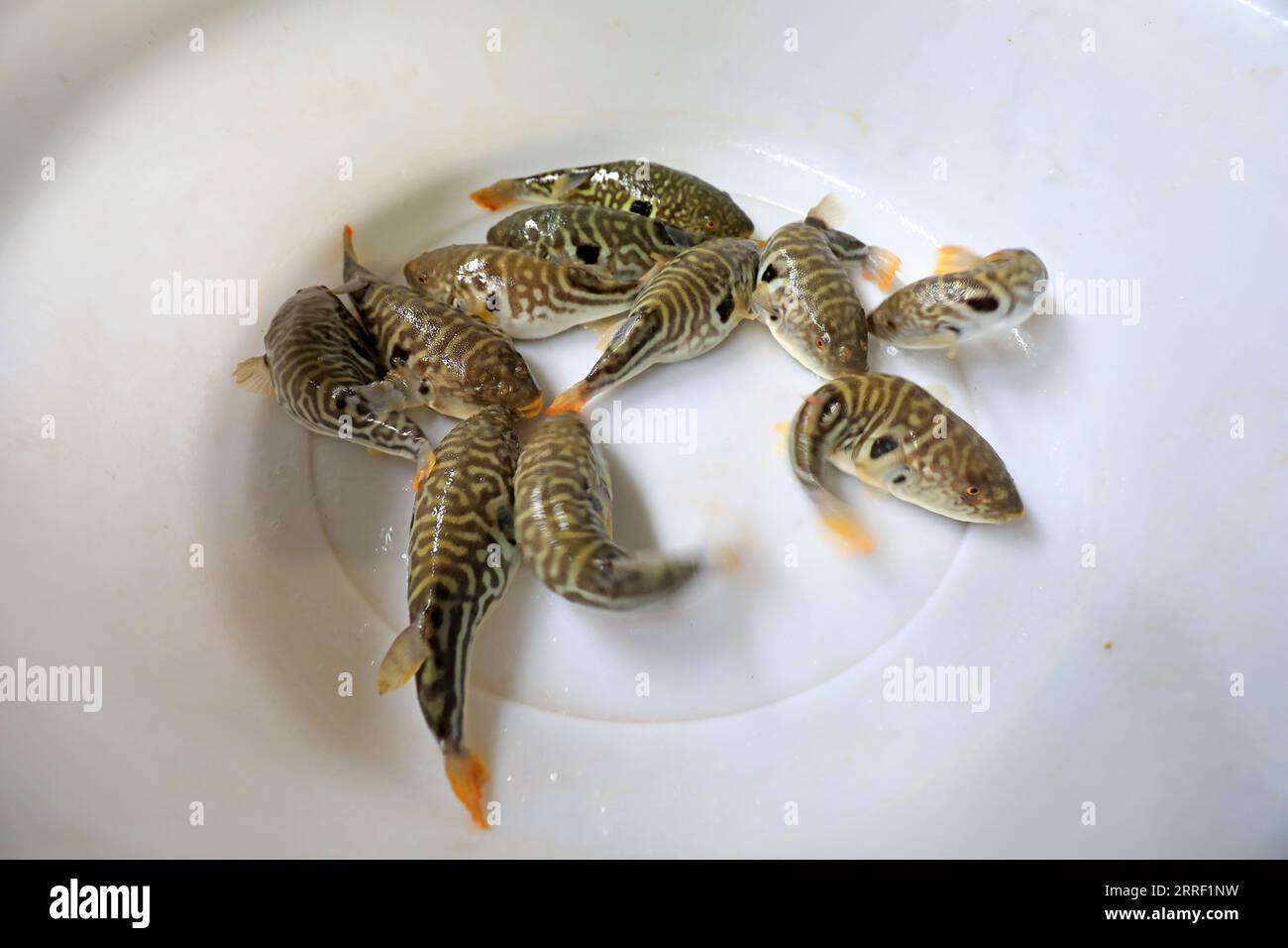 Fresh puffer fish, close up Stock Photo - Alamy