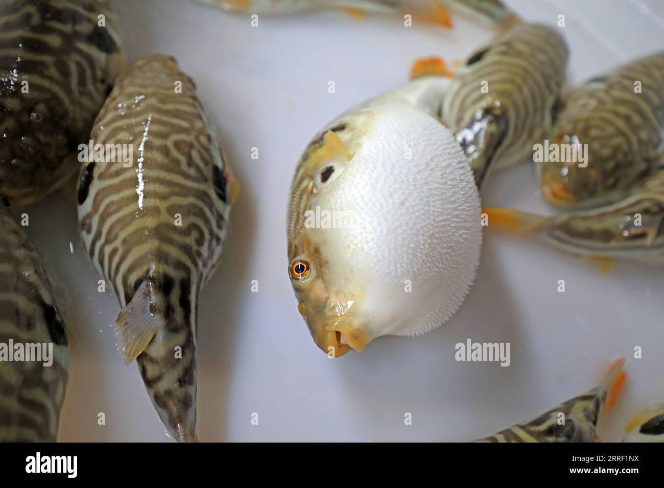 Fresh puffer fish, close up Stock Photo - Alamy