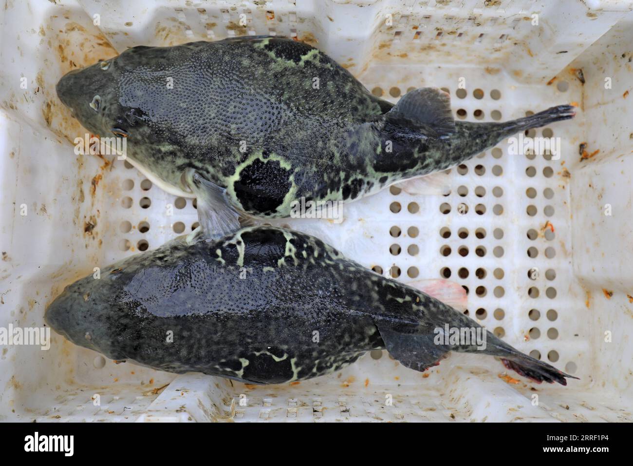 Fresh puffer fish, close up Stock Photo - Alamy