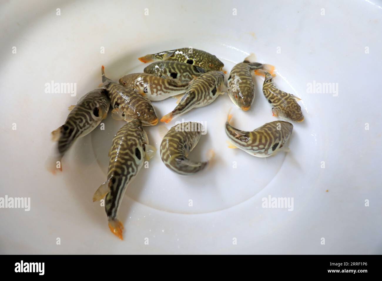 Fresh puffer fish, close up Stock Photo - Alamy