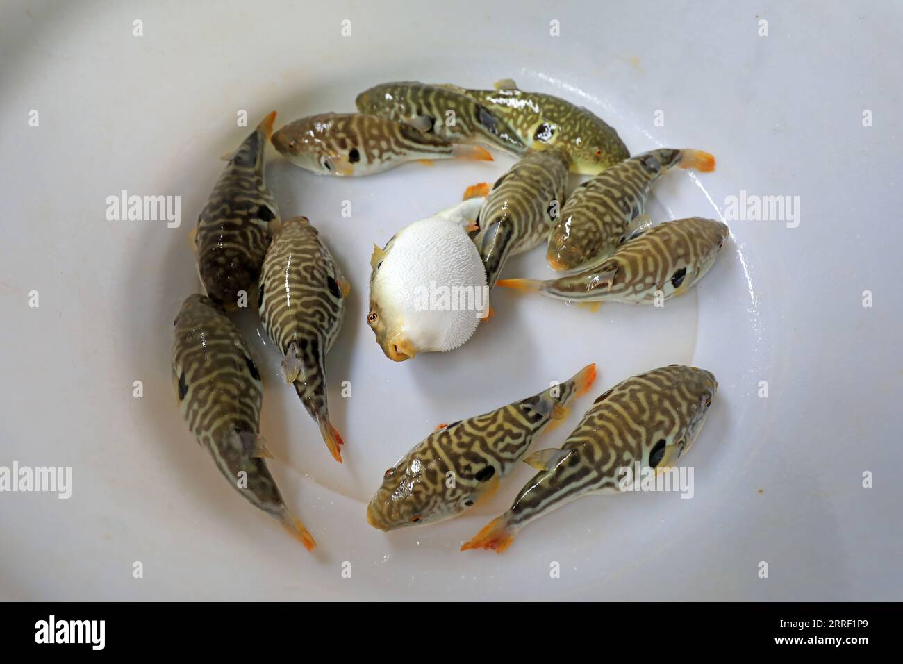 Fresh puffer fish, close up Stock Photo - Alamy