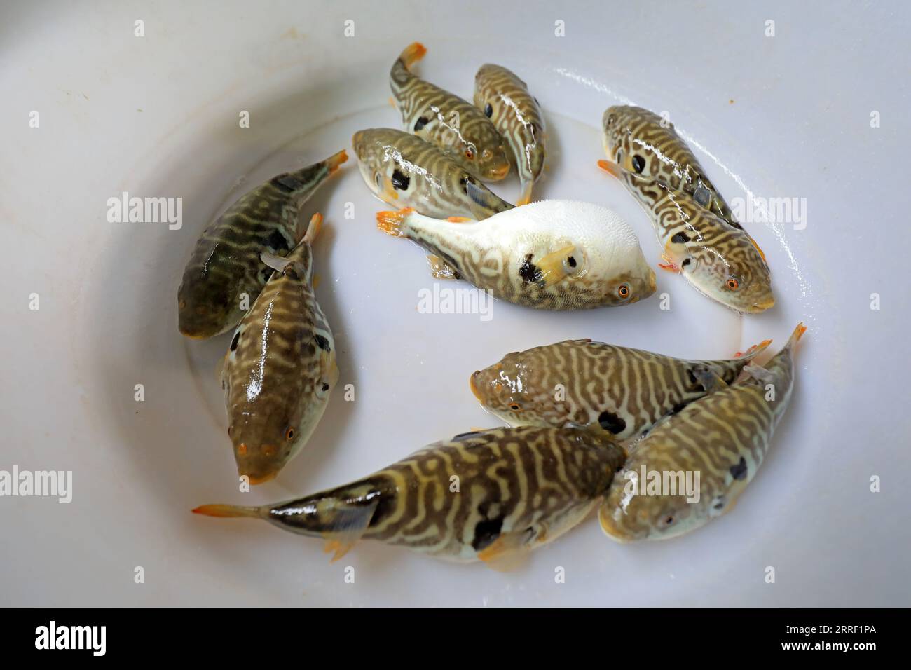 Fresh puffer fish, close up Stock Photo - Alamy