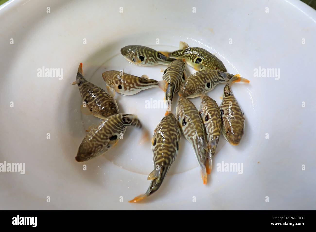 Fresh puffer fish, close up Stock Photo - Alamy