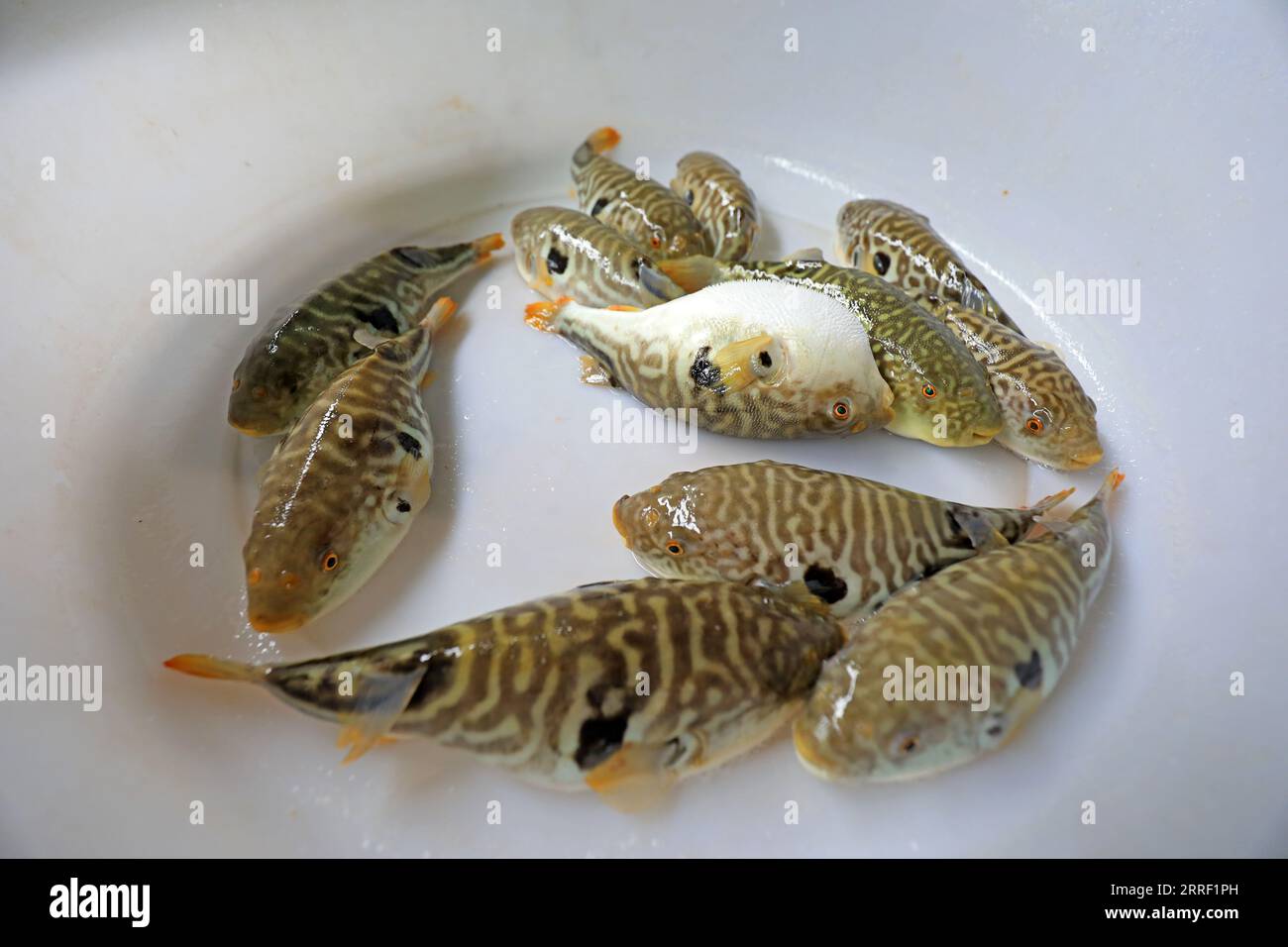 Fresh puffer fish, close up Stock Photo - Alamy