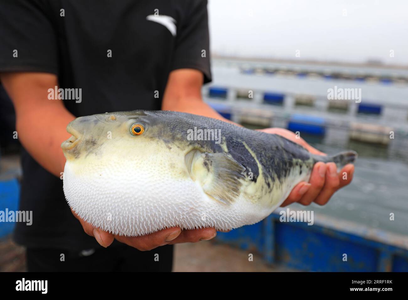 Fisheries workers hi-res stock photography and images - Alamy
