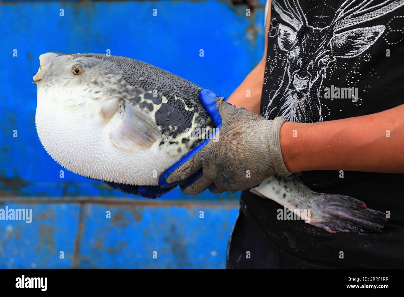 Workers are catching puffer fish on a farm， North China Stock Photo - Alamy