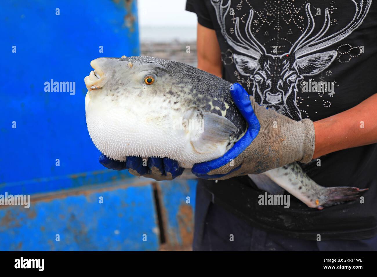 Workers are catching puffer fish on a farm， North China Stock Photo - Alamy