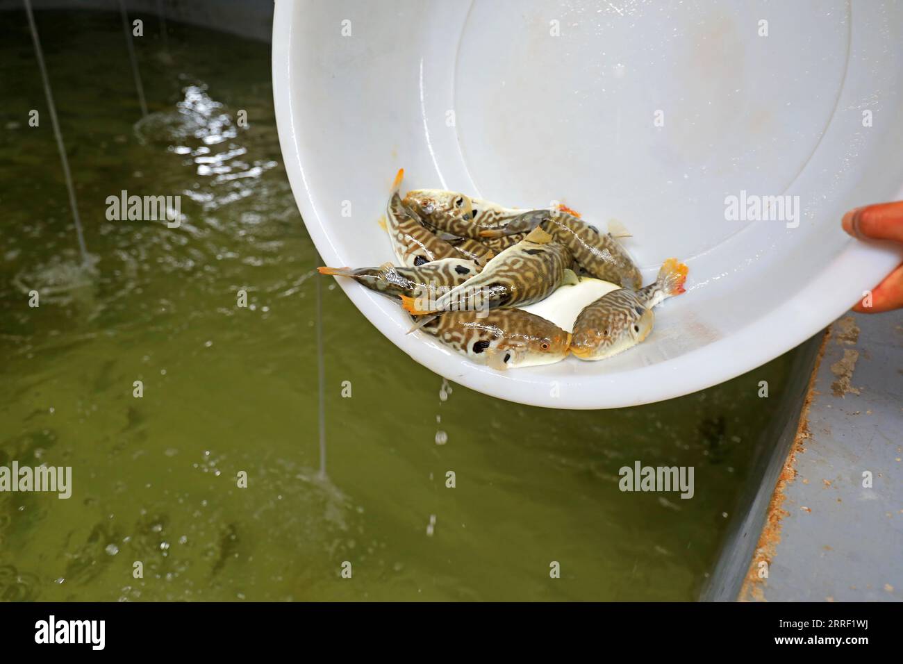 Fisheries workers hi-res stock photography and images - Alamy