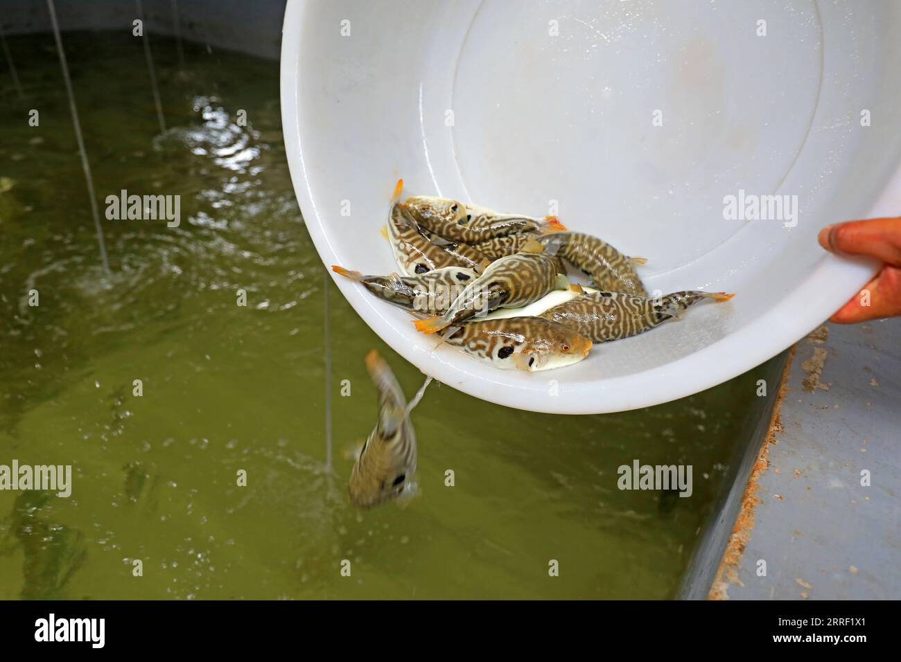 Workers are catching puffer fish on a farm， North China Stock Photo - Alamy