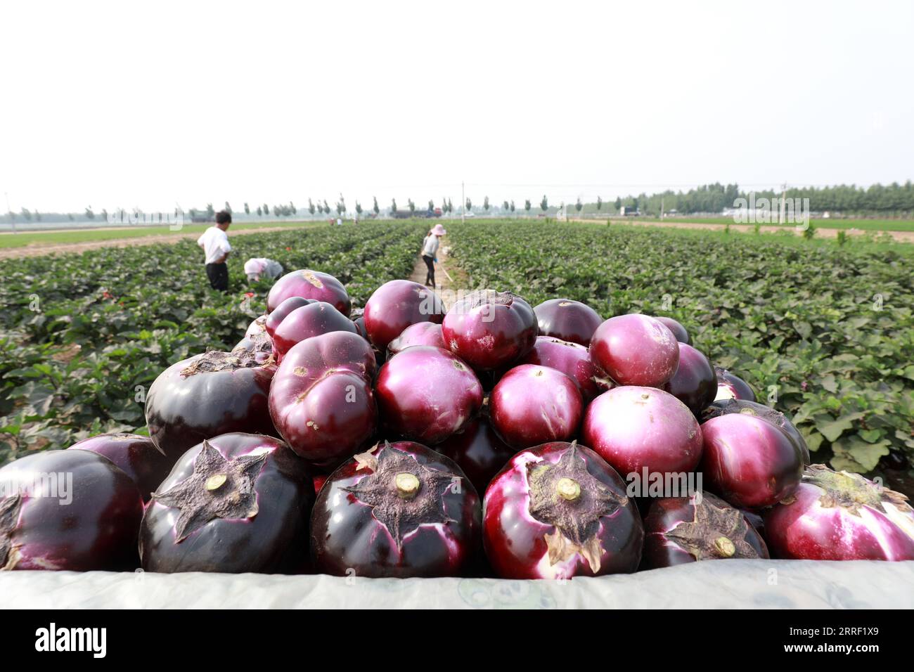 Car on the farm hi-res stock photography and images - Alamy