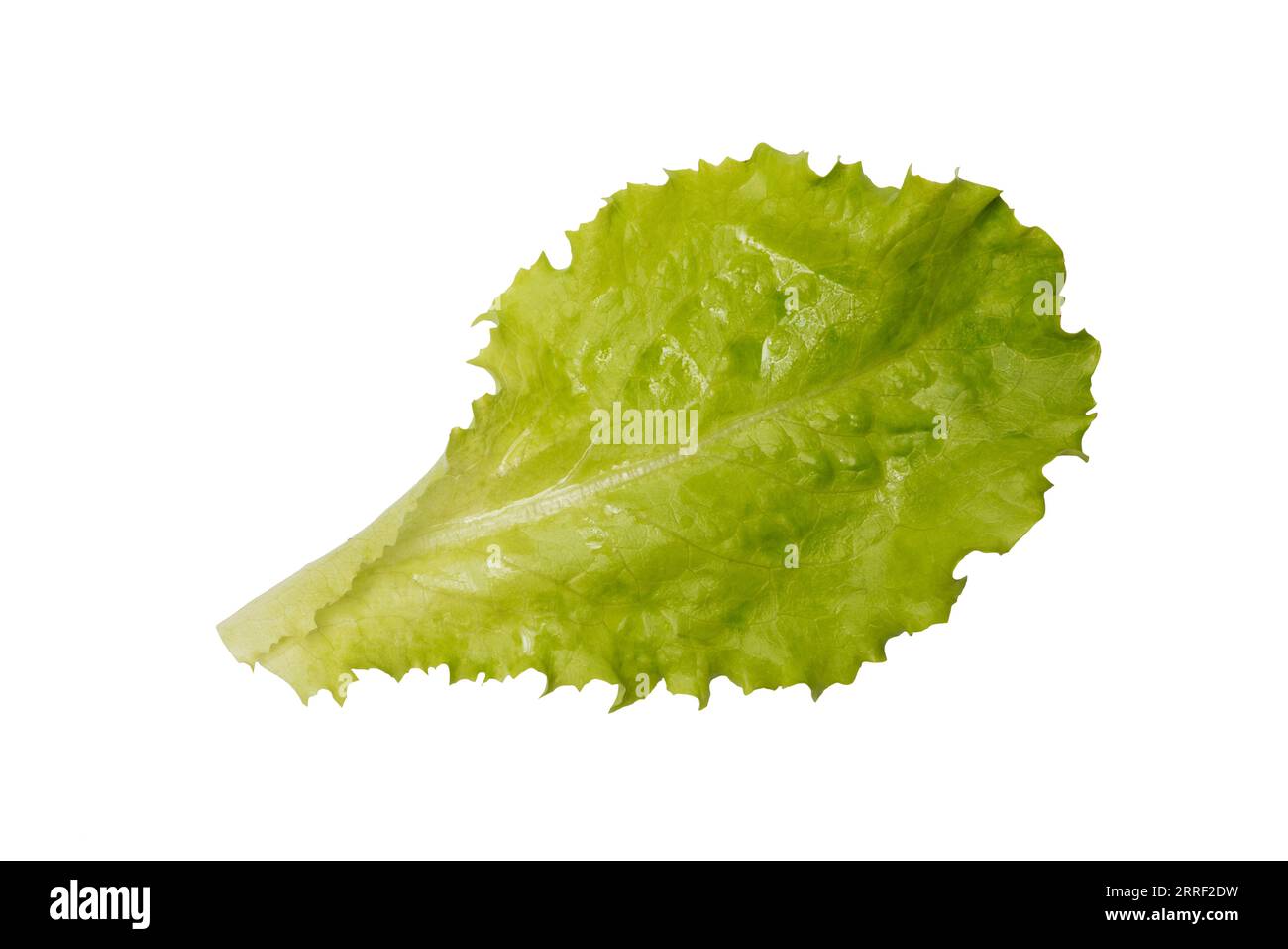 Green salad leaf isolated on white background Stock Photo - Alamy